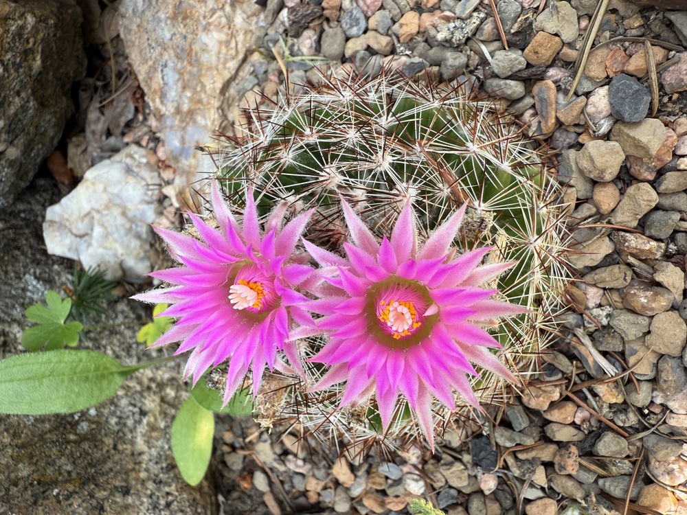 Show us your cacti